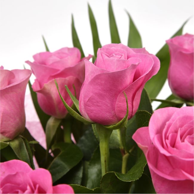 12 Beautiful Pink Roses Bouquet – Happy Days Factory