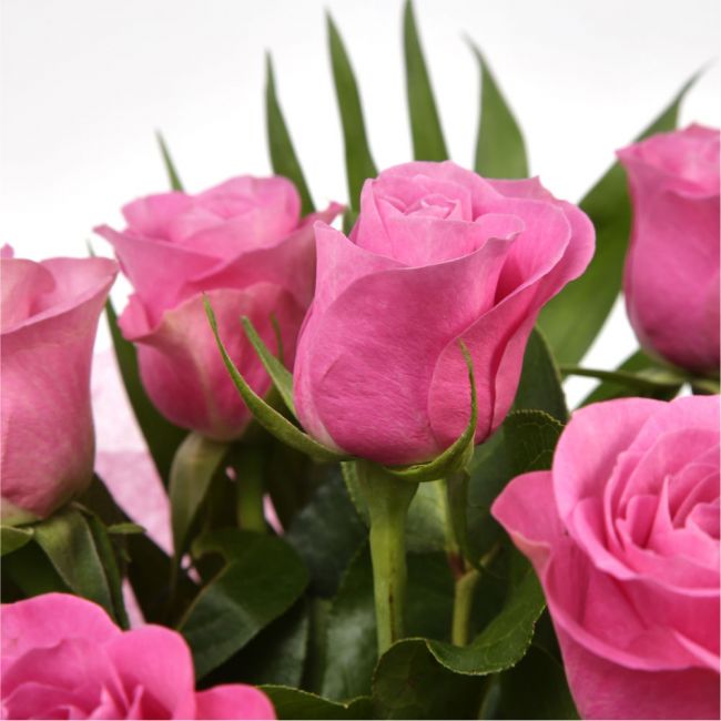 12 Luxury Pink Roses Bouquet – Happy Days Factory